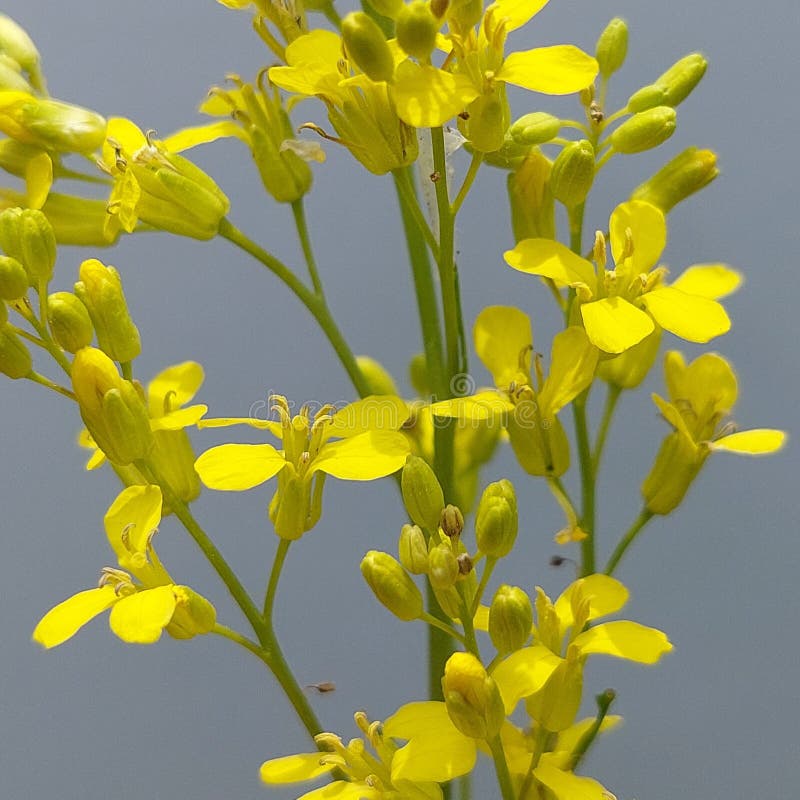 Bunias Orientalis, the Turkish Wartycabbage Stock Photo - Image of ...