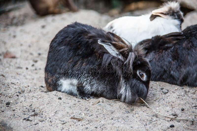 Bunnies in the field stock photo. Image of longeared - 186505128