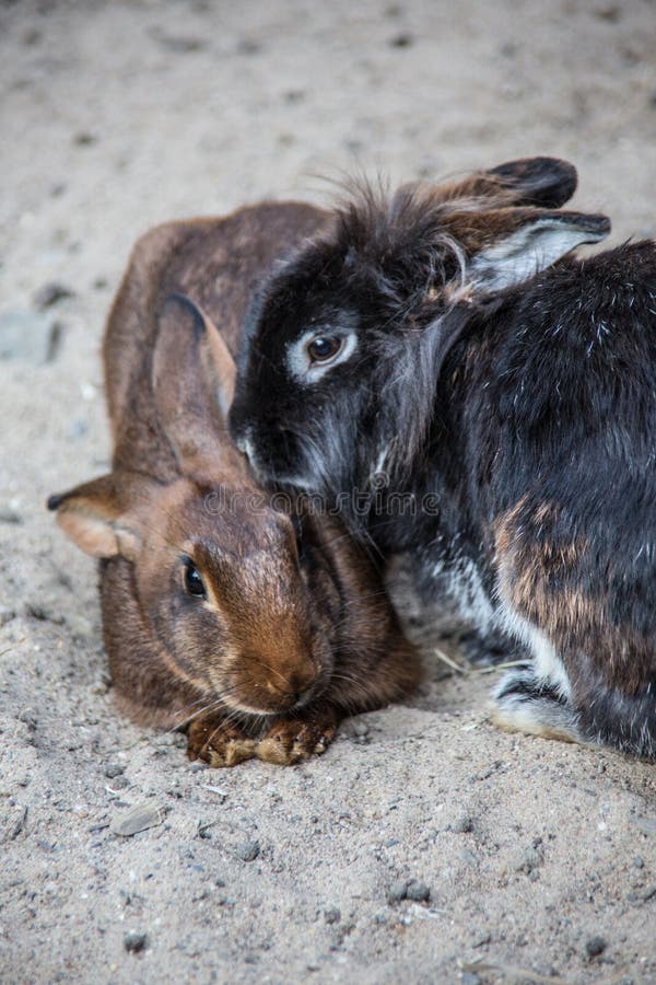 Bunnies in the field stock image. Image of brown, vertebrates - 186505433