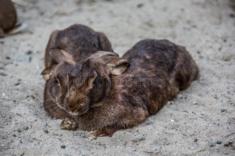 Bunnies in the field stock photo. Image of rodents, hare - 186506154