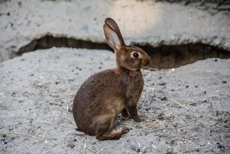 Bunnies in the field stock image. Image of hairy, long - 186506341