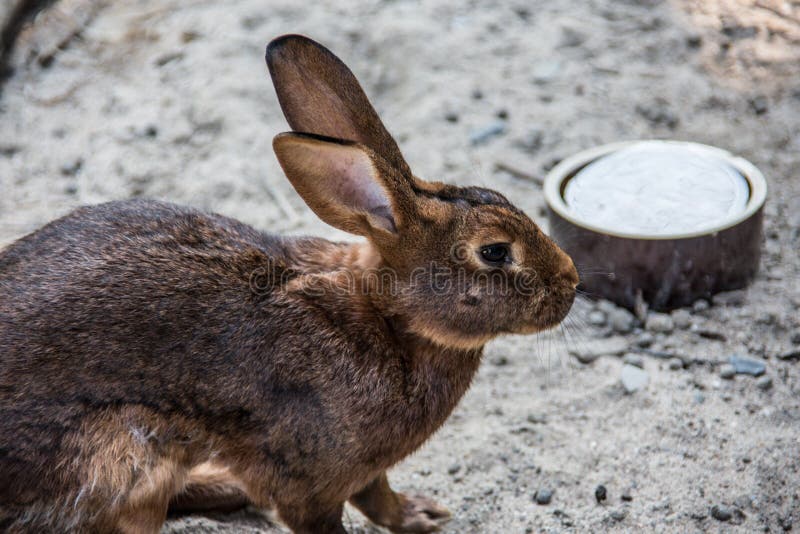 Bunnies in the field stock photo. Image of ears, hairy - 186506512