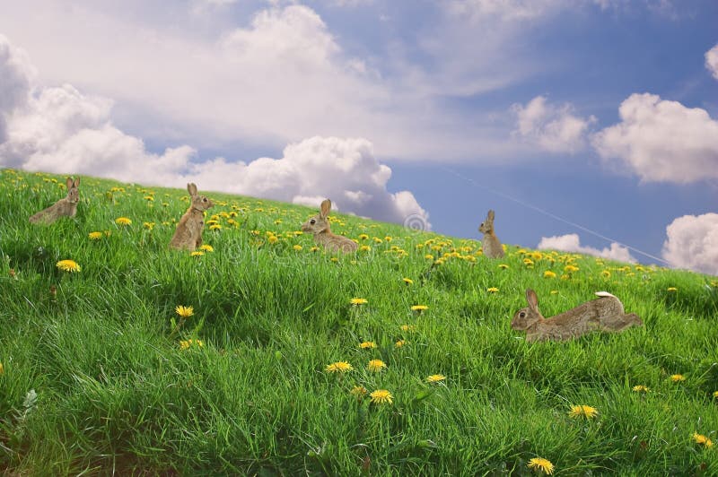 Bunnies in a fresh meadow. stock photo. Image of wildlife - 7471542