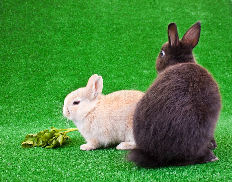 Rabbits in grass stock photo. Image of fauna, natural - 16158926
