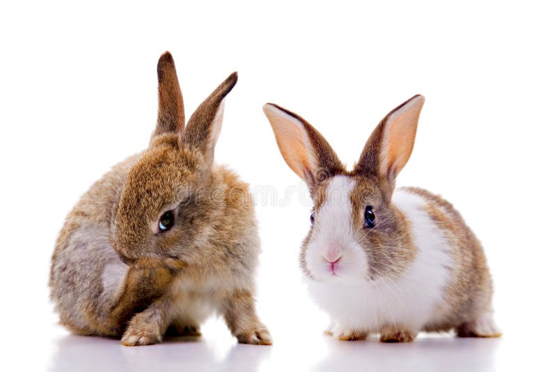 Dwarf Rabbit and Guinea Pigs, Isolated Stock Photo - Image of swiss ...