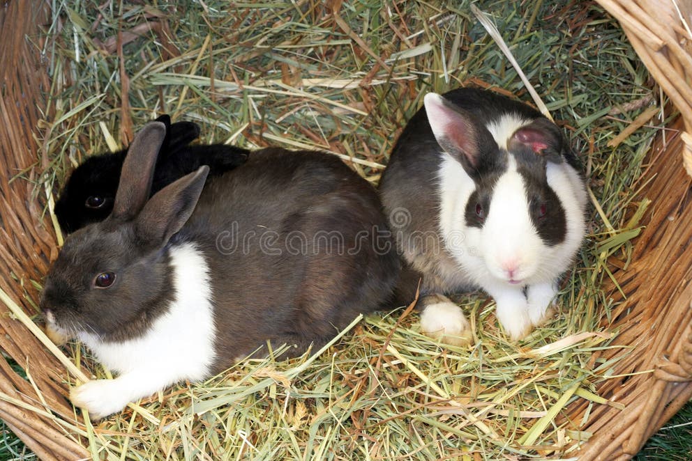 Bunny stock photo. Image of animal, farm, grass, easter - 1063878