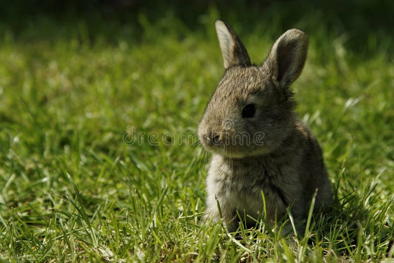 Little rabbit stock image. Image of rabbit, easter, sleep - 173365