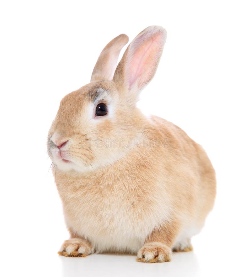 Bunny stock image. Image of rodents, isolated, cute, background - 19924367