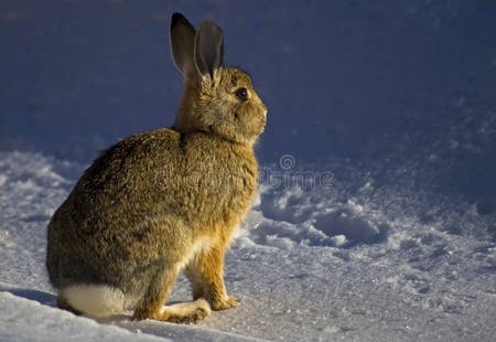 Bunny stock image. Image of rabbit, hare, winter, outdoors - 2121919