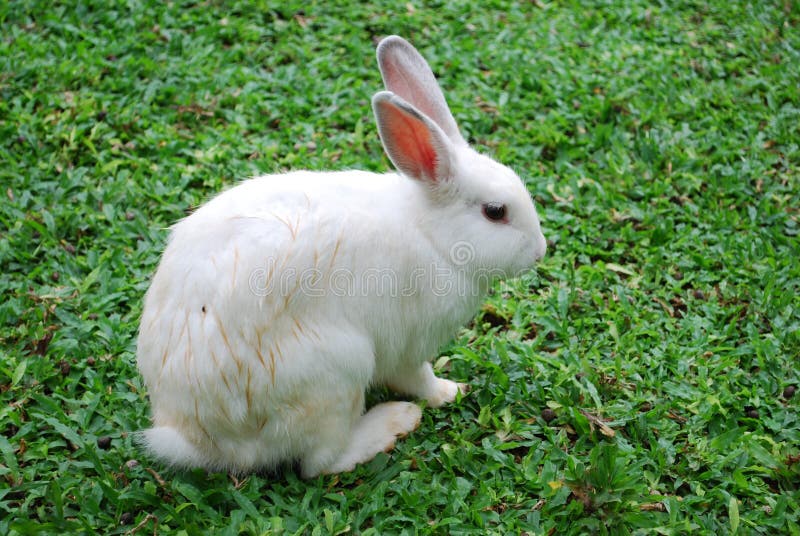 Bunny stock photo. Image of natural, background, bush - 22153200