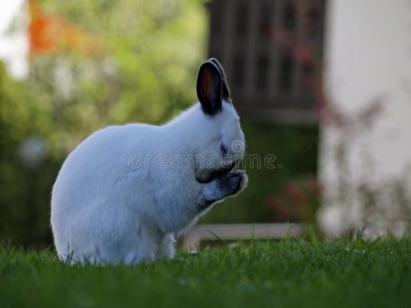 Bunny stock photo. Image of love, nature, mammal, sweet - 2530608