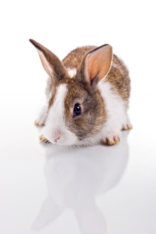 Bunny stock photo. Image of mammal, furry, rodent, rabbit - 2537964