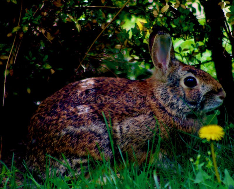 Portrait of a Bunny Rabbit stock image. Image of cbrown - 255044167