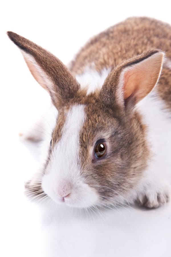 Bunny stock photo. Image of mammal, furry, rodent, rabbit - 2537964