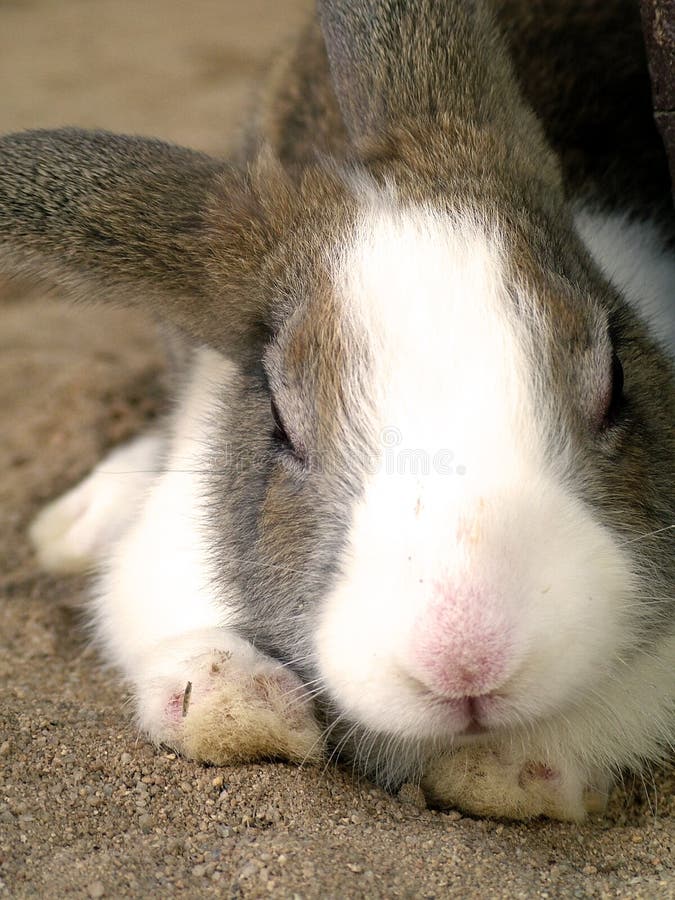 Stretching Rabbit stock photo. Image of stretching, movement - 37688204