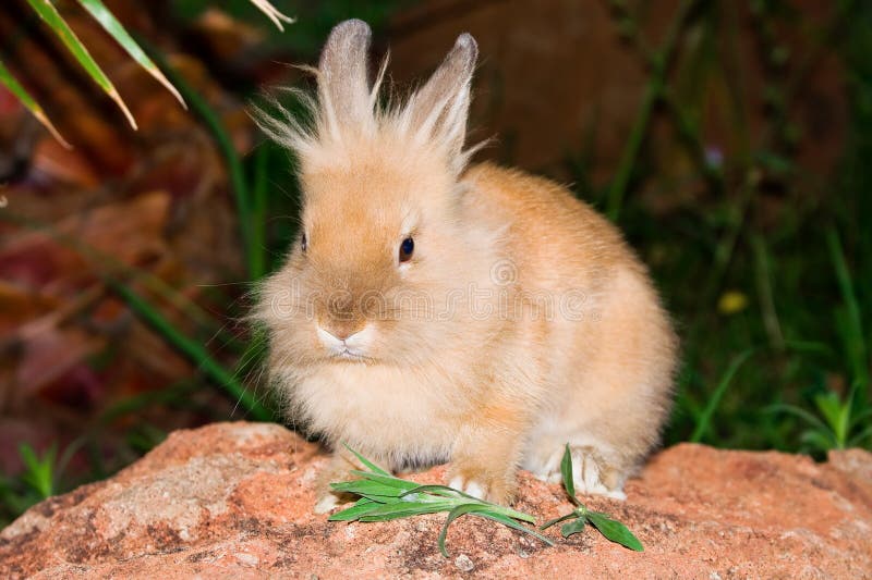 Bunny Picture. Image: 6081896