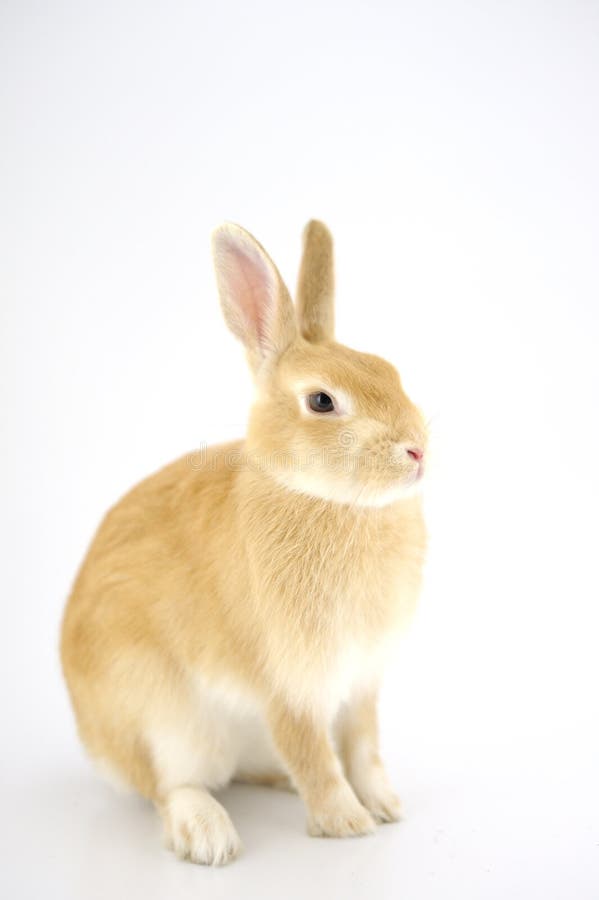 Bunny stock image. Image of bunny, background, rodents - 6323453