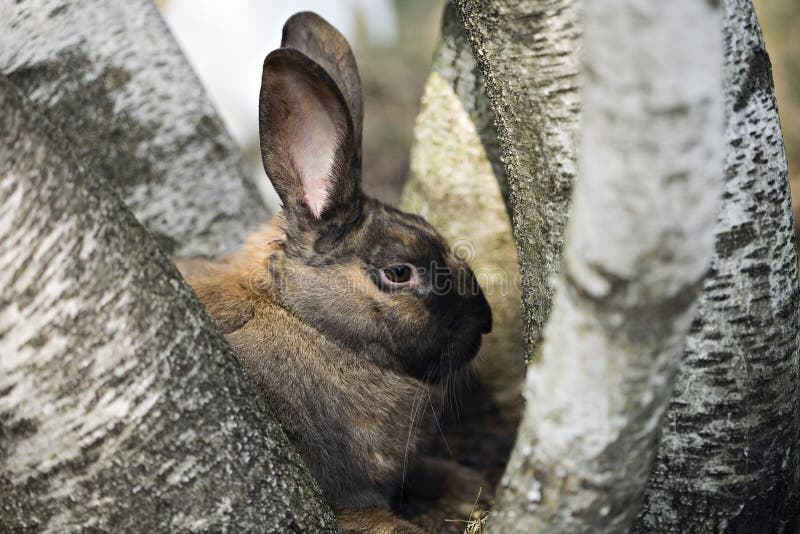 Bunny stock image. Image of nature, alone, bunny, brown - 646097