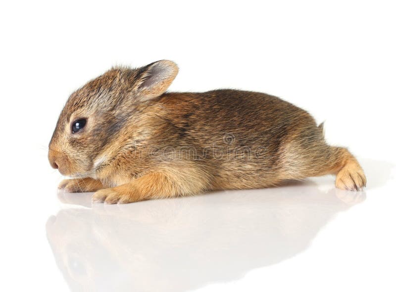 Bunny stock image. Image of wildlife, rabbit, little, isolated - 9784635