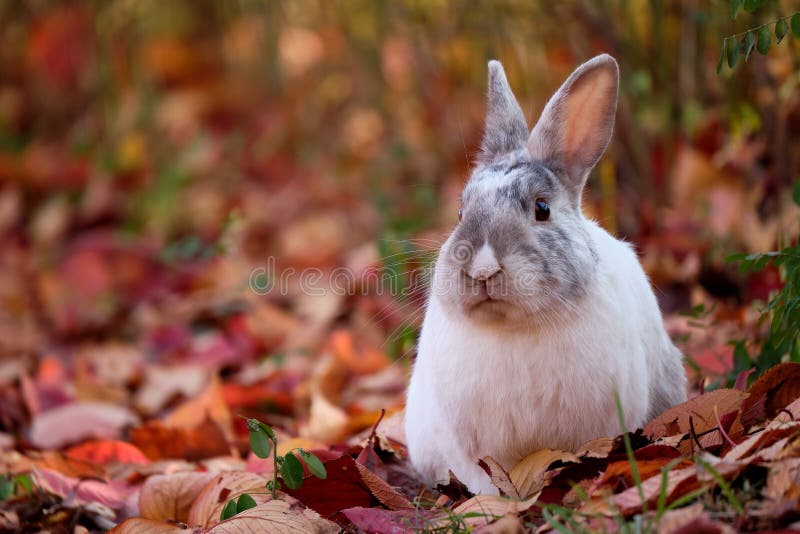 313 Cute Fluffy Bunny Autumn Leaves Stock Photos - Free & Royalty-Free ...