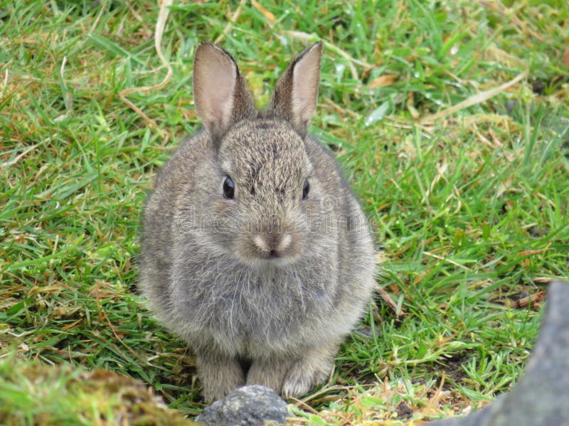 Bunny stock photo. Image of nature, baby, wildlife, bunny - 118813730
