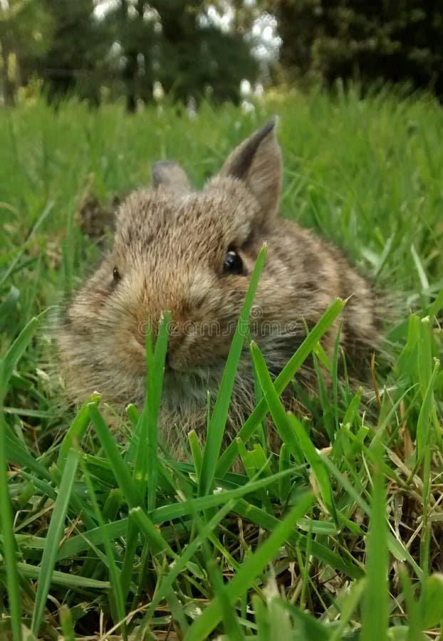 Bunny stock image. Image of cute, bunny, grass, small - 63659791