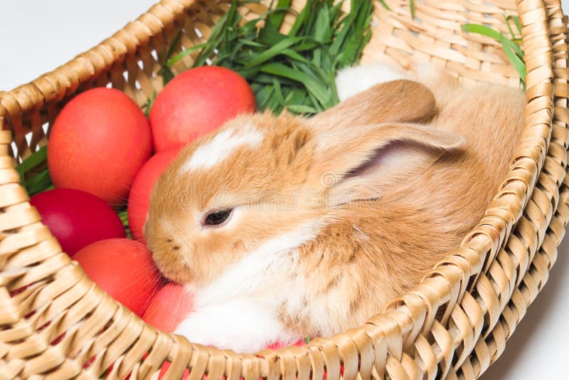 Bunny in basket stock image. Image of rodent, young, easter - 19108049