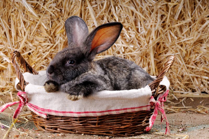 Bunny in basket stock image. Image of animals, cute, mammal - 35739867
