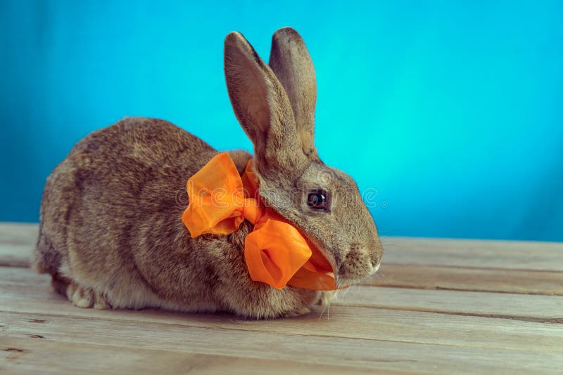Bunny with bow stock photo. Image of young, happy, rabbit - 37630904