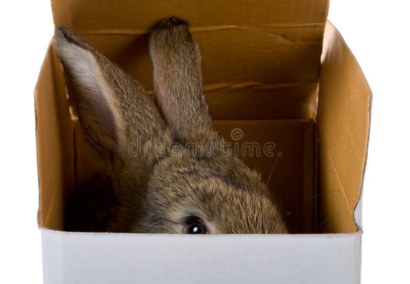 3+ Close up bunny box Free Stock Photos - StockFreeImages