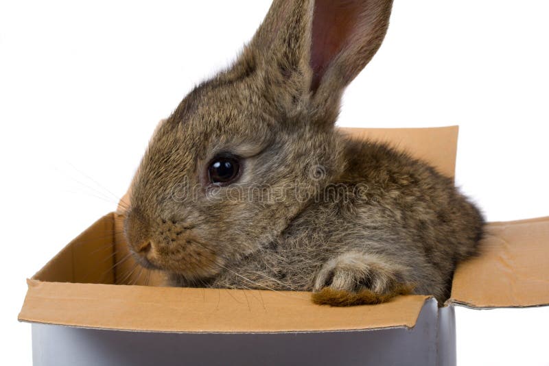 Bunny on box as gift stock image. Image of eating, fluffy - 6638799