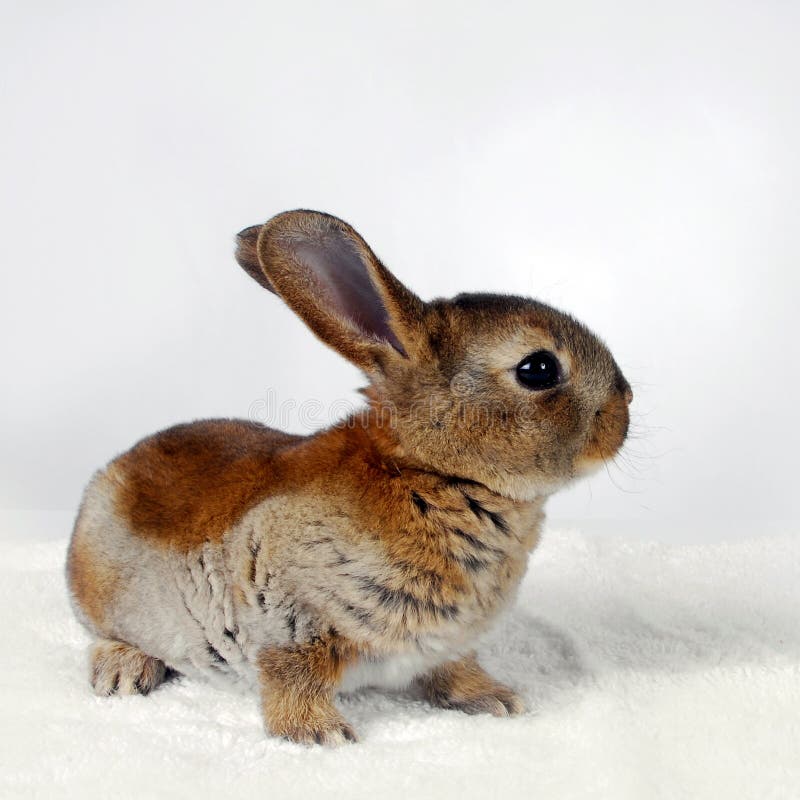 Bunny brown stock image. Image of ears, sleep, bunny - 15048765