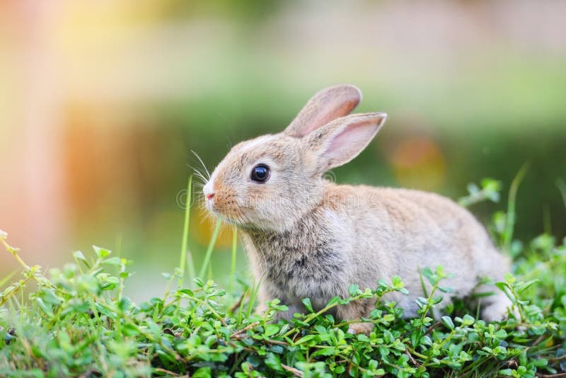 Cute Rabbit Sitting on Brick Wall and Green Field Spring Meadow ...