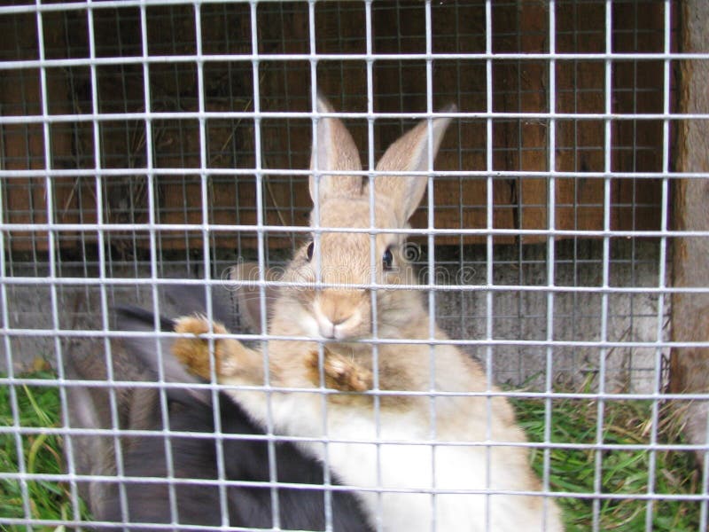 Bunny in cage stock image. Image of summer, paws, simple - 171381569