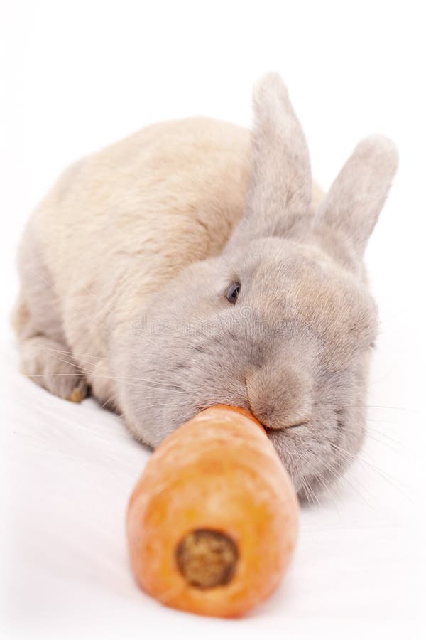 Bunny with carrot stock image. Image of rabbit, ears - 31299715