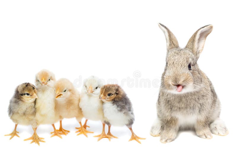 Bunny and chicken stock photo. Image of chicken, newborn - 109931640