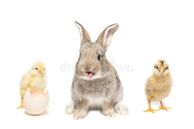 Bunny and chicken stock photo. Image of color, studio - 111409238