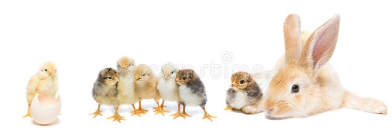 Bunny and chicken stock photo. Image of happy, chickens - 111408366