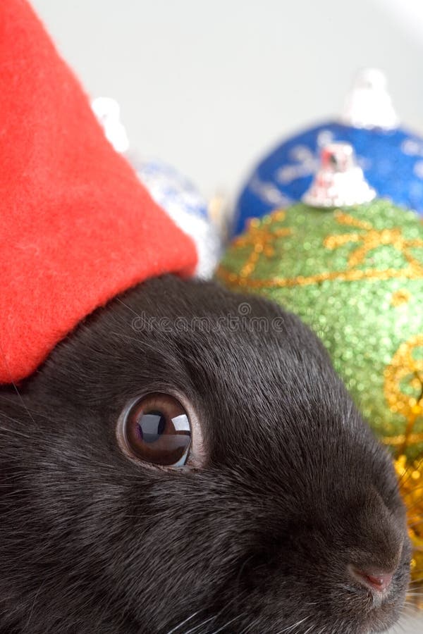 Bunny and Christmas Decorations Stock Image - Image of adorable, cute ...