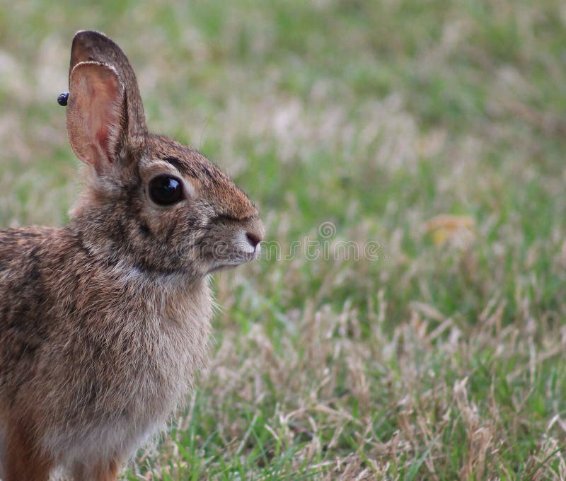 Bunny Close Up on L stock photo. Image of hare, yard - 54094894