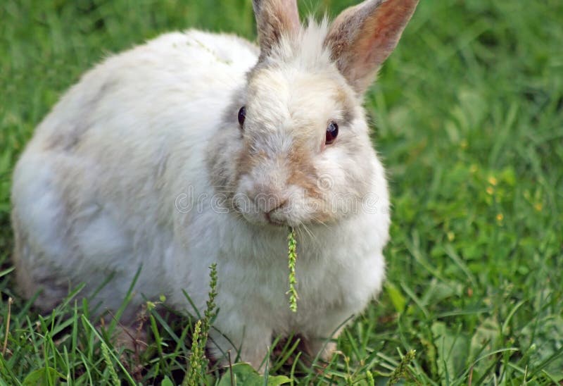 White rabbit stock image. Image of animal, cute, looking - 38796273