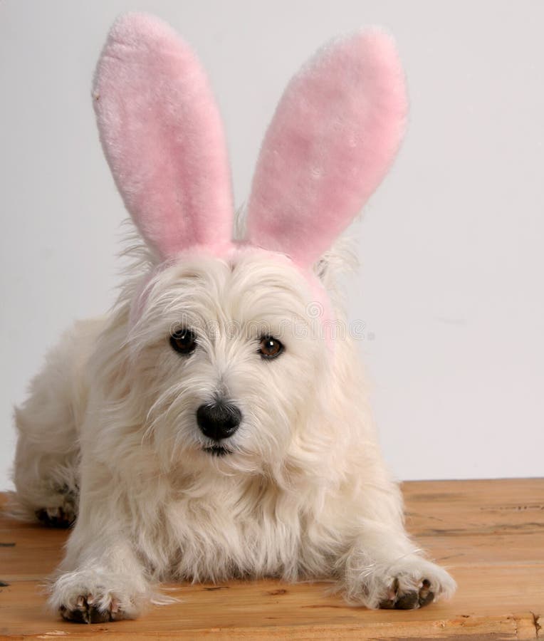 Bunny dog stock photo. Image of highland, holiday, listen - 617592