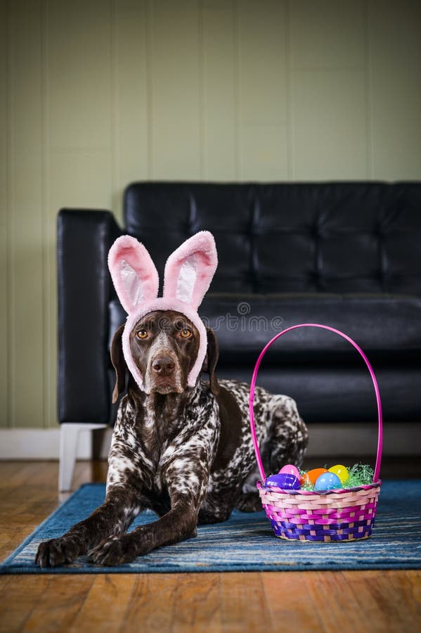 Easter Bunny Dog stock photo. Image of close, bunny, costume - 38744016