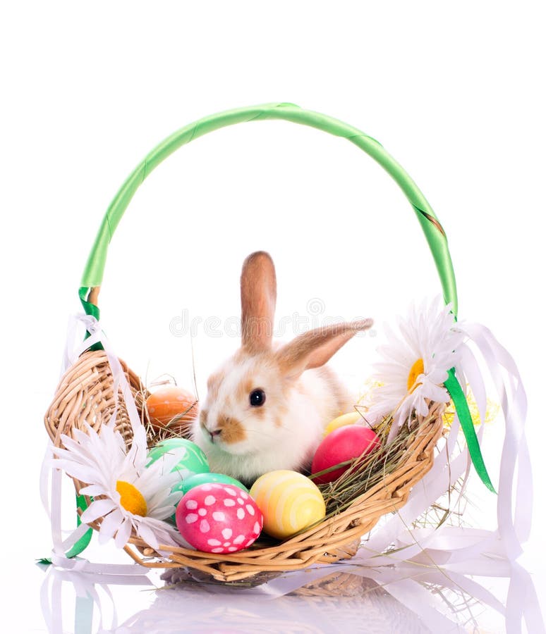 Bunny in easter basket stock image. Image of decoration - 24091787