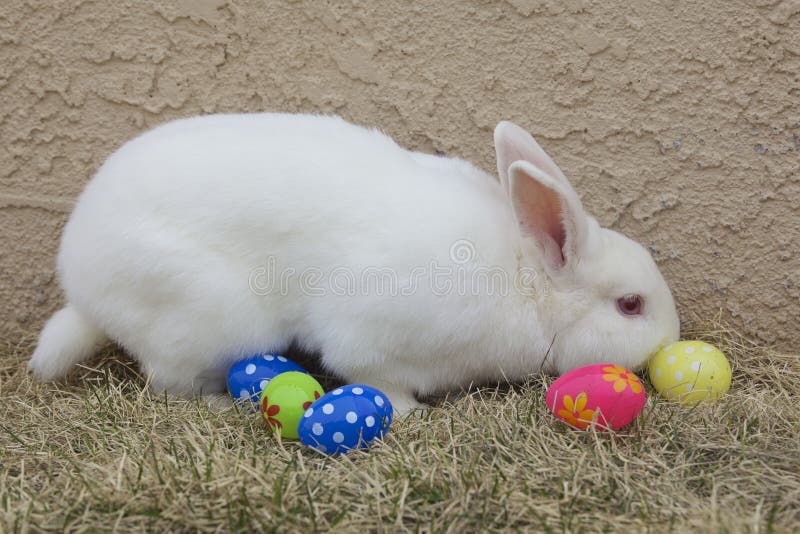 Bunny and Easter Eggs stock image. Image of animal, bunny - 29622697