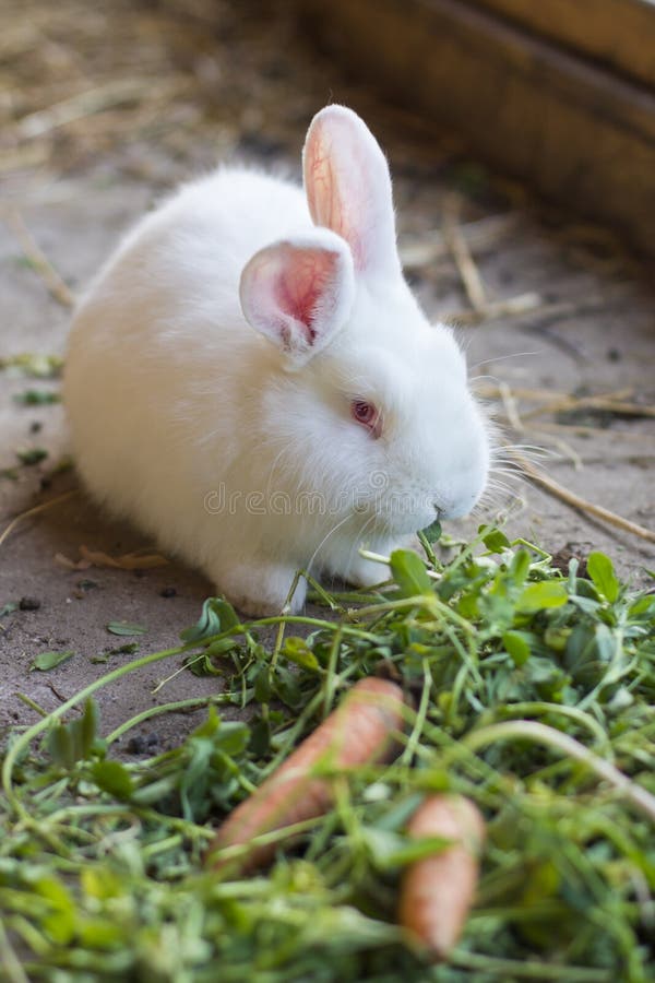 Bunny eating grass stock image. Image of baby, bunny - 25105335