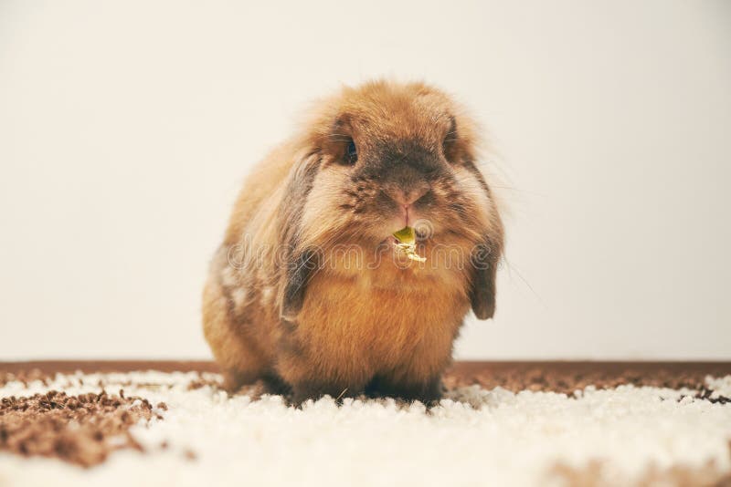 Bunny Eating White Background Stock Photo - Image of portrait, eating ...