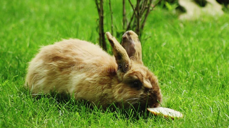 Bunny eats bread on meadow stock video. Video of juicy - 78986655