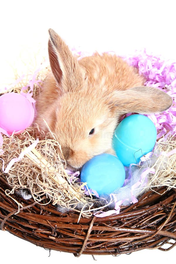 Bunny and eggs stock image. Image of creature, happy, cute - 2112315