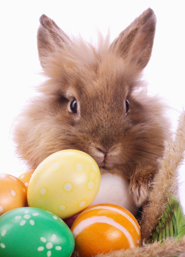 Easter Bunny and Painted Eggs Stock Photo - Image of eggs, sweet: 22953544